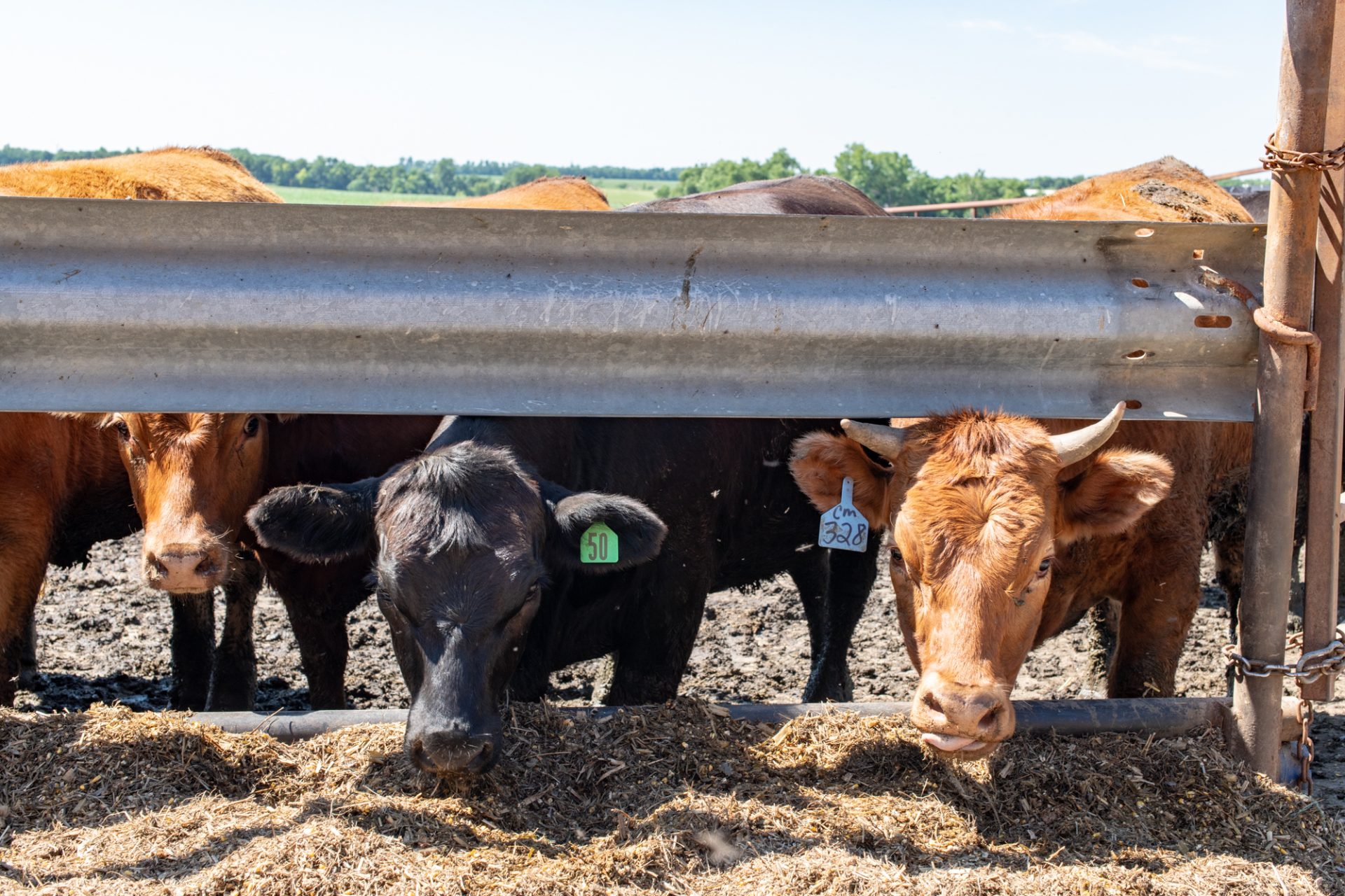 Farm To Table // Premium Dakota Beef | 605 Magazine