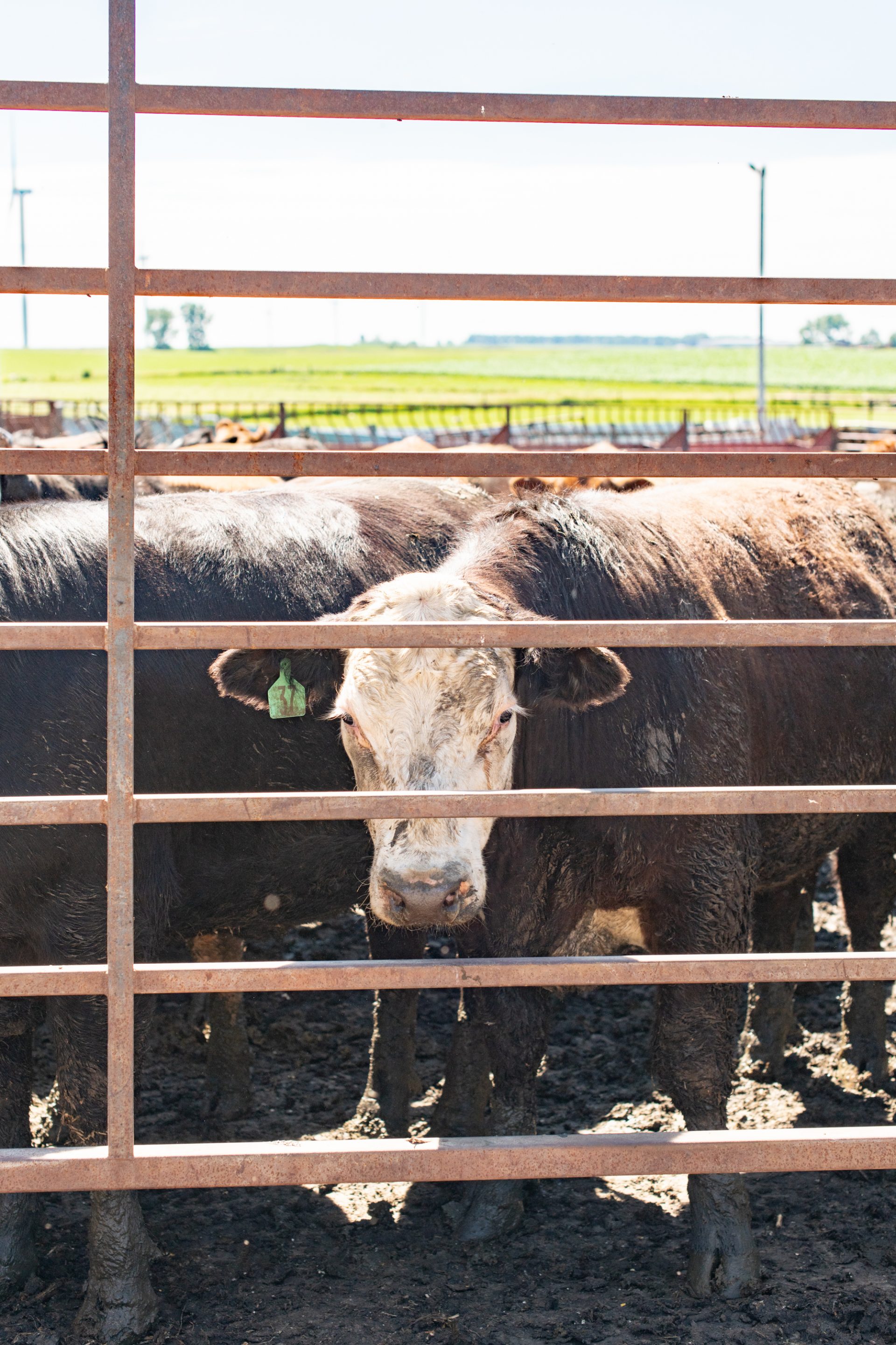 Farm To Table // Premium Dakota Beef | 605 Magazine