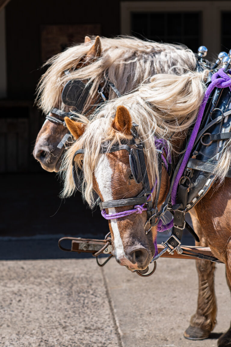 A Haven of Hope // Joy Ranch of South Dakota | 605 Magazine